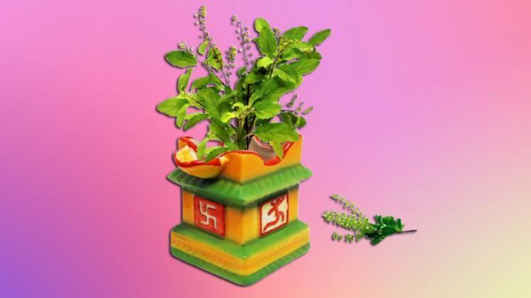 Tulsi Plant Rules: কীভাবে তুলসির পুজোয় সংসারে আসবে শুভ ফল? জানুন পাতা ...