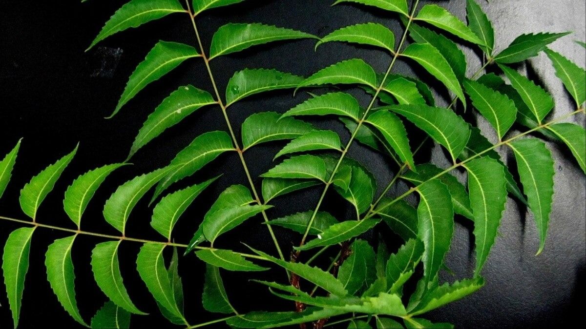 Neem Benefits For Skin: ব্রণ থেকে বার্ধক্য রোধ করতে নিম দারুণ উপকারী ...