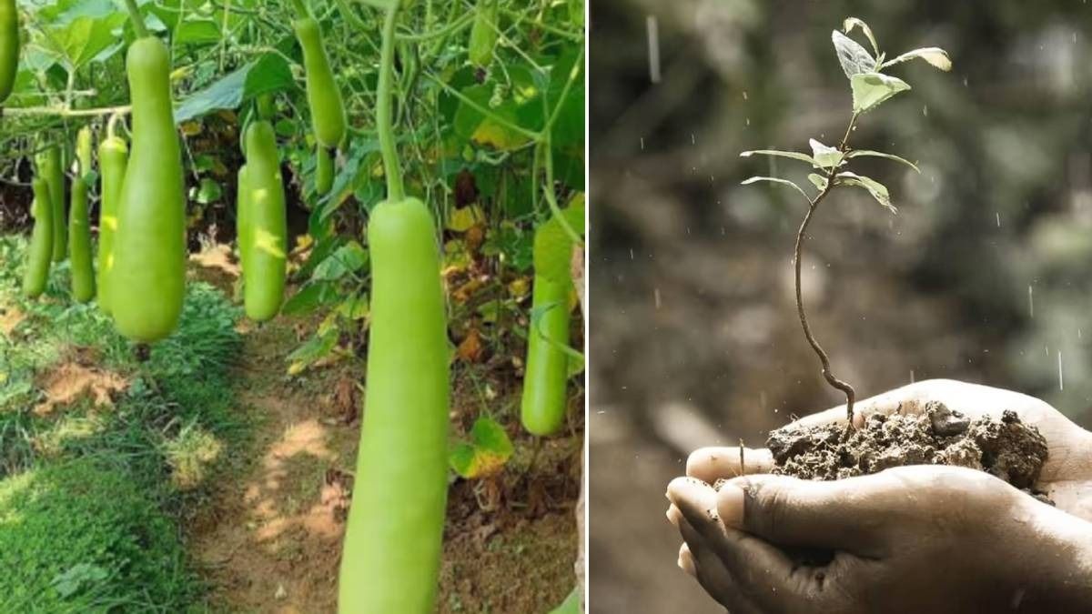 Bottle Gourd: ঘরের টবে বা বারান্দায় চাষ করতে পারেন লাউ, কীভাবে চাষ ...