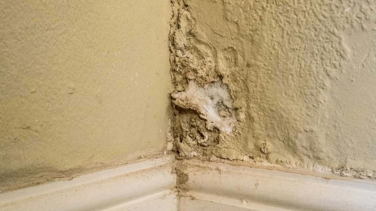Wall Damp: বর্ষাকালে বিশ্রী ড্যাম্প পড়ে? জেনে মুক্তির ঘরোয়া টিপস ...