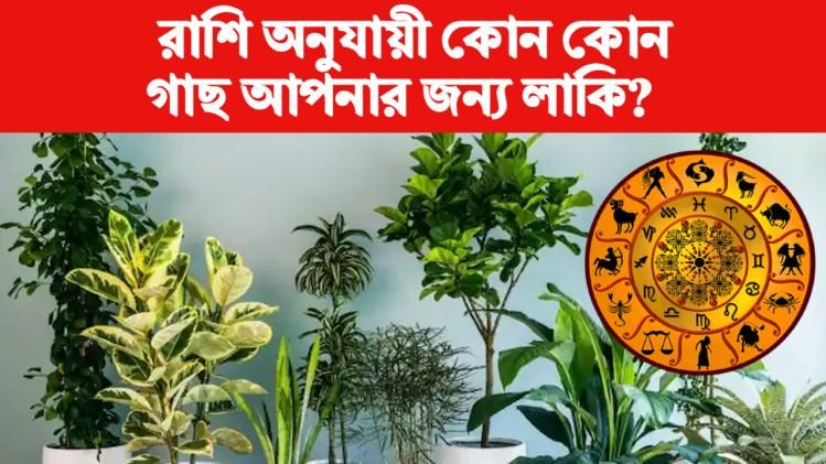 Lucky Tree According To Zodiacs: অর্থ-সাফল্য চাইলে নিজের রাশি অনুযায়ী ...