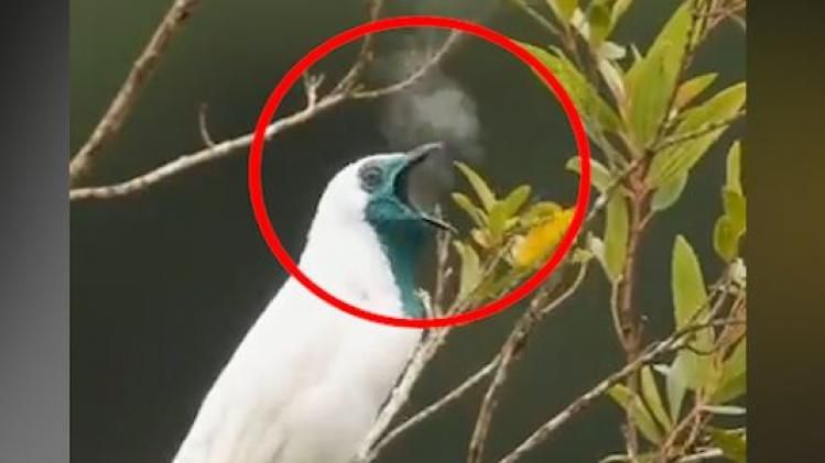 Bird Viral Video: 'Smoking Bird', বিশ্বাস হচ্ছে না? দেখে নিন ভিডিও ...