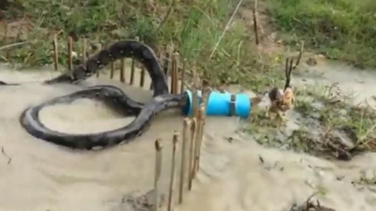 Python Trap Using a Live Chicken: জ্যান্ত মুরগির ফাঁদ, আটকে গেল দশাসই অজগর - Aaj Tak Bangla