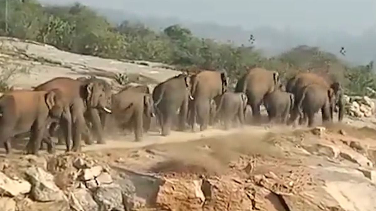 Group Of Elephants: খাবারের সন্ধানে গ্রামে ঘুরে বেড়াচ্ছে হাতির দল ...