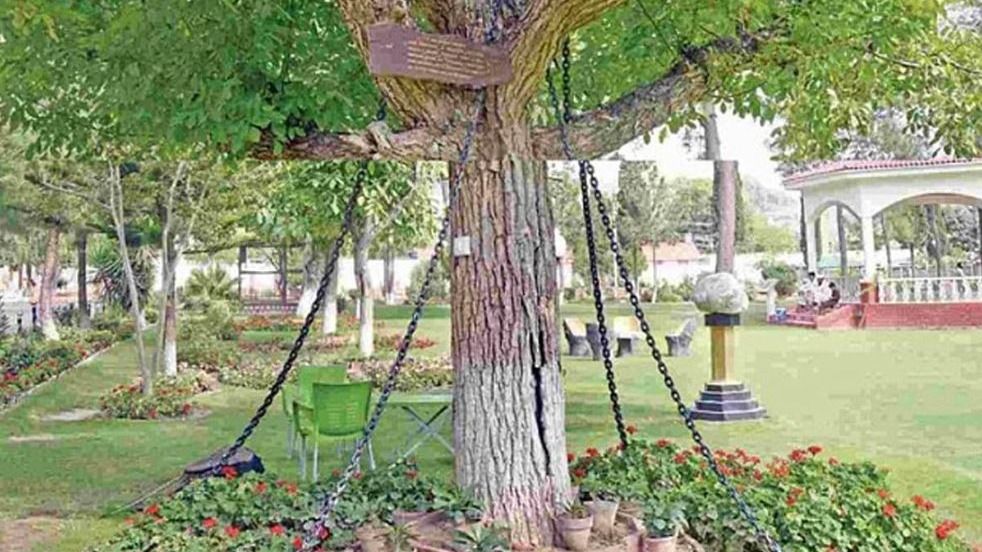 Tree Arrest: 125 सालों से मोटी-मोटी जंजीरों से जकड़ा हुआ है ये पेड़ ...