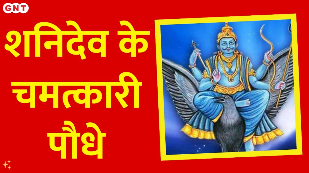 Shani Dev के चमत्कारी पौधे की उपासना करने से क्या मिल सकती है विशेष कृपा, जानिए - GNT