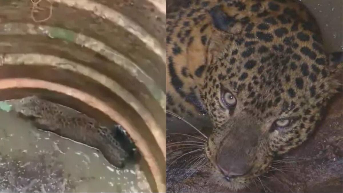 Kannur leopard rescue: രക്ഷാപ്രവര്‍ത്തനം വൈകി, കിണറ്റില്‍ നിന്ന് പുറത്തെത്തിച്ച പുലി ചത്തു ...