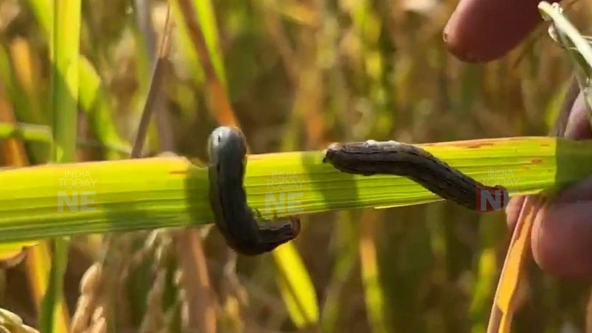 Assam farmlands face severe pest attack even as government manages to ...