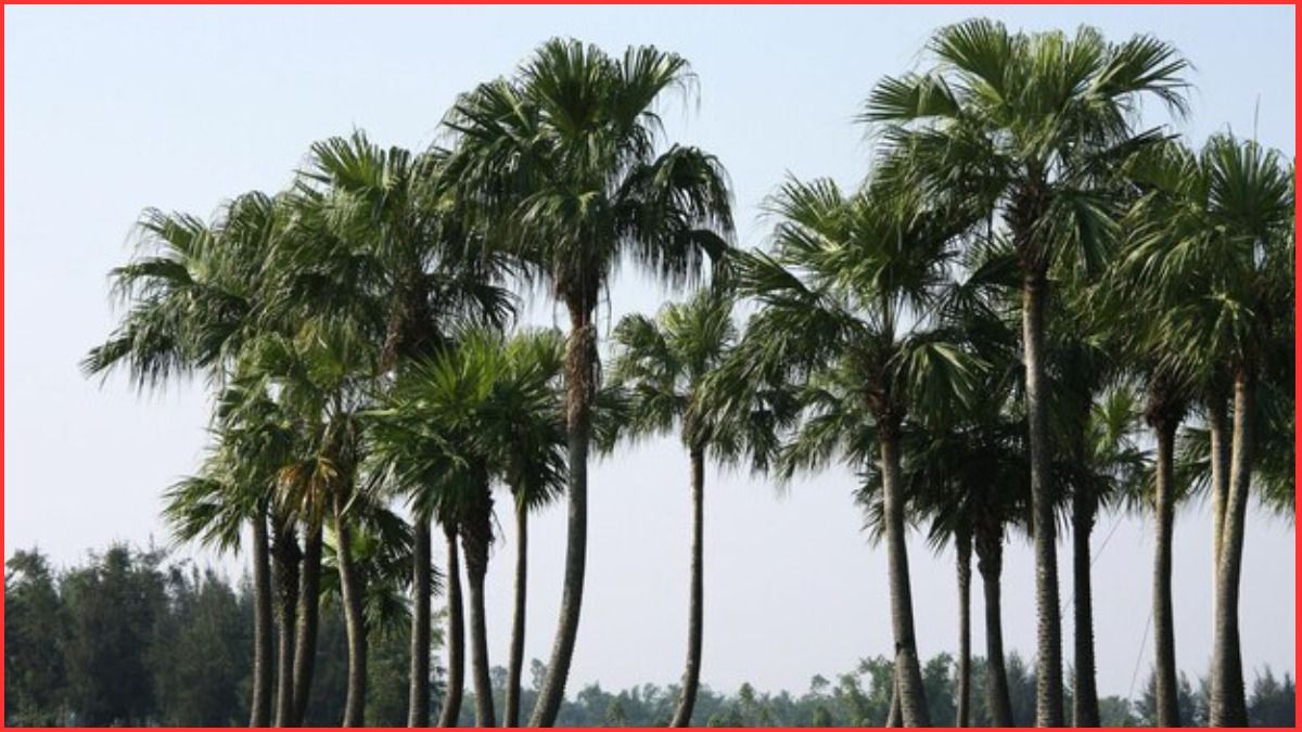 'आसमानी आफत' से लोगों की जान बचाएंगे लाखों ताड़ के पेड़! क्या है ओडिशा ...