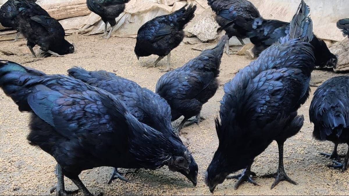 Sikkim achieves staggering 63.08 per cent annual growth in meat ...