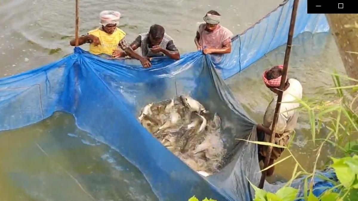 Assam: Fish cultivator in Barpeta achieves greater earnings than an IAS ...