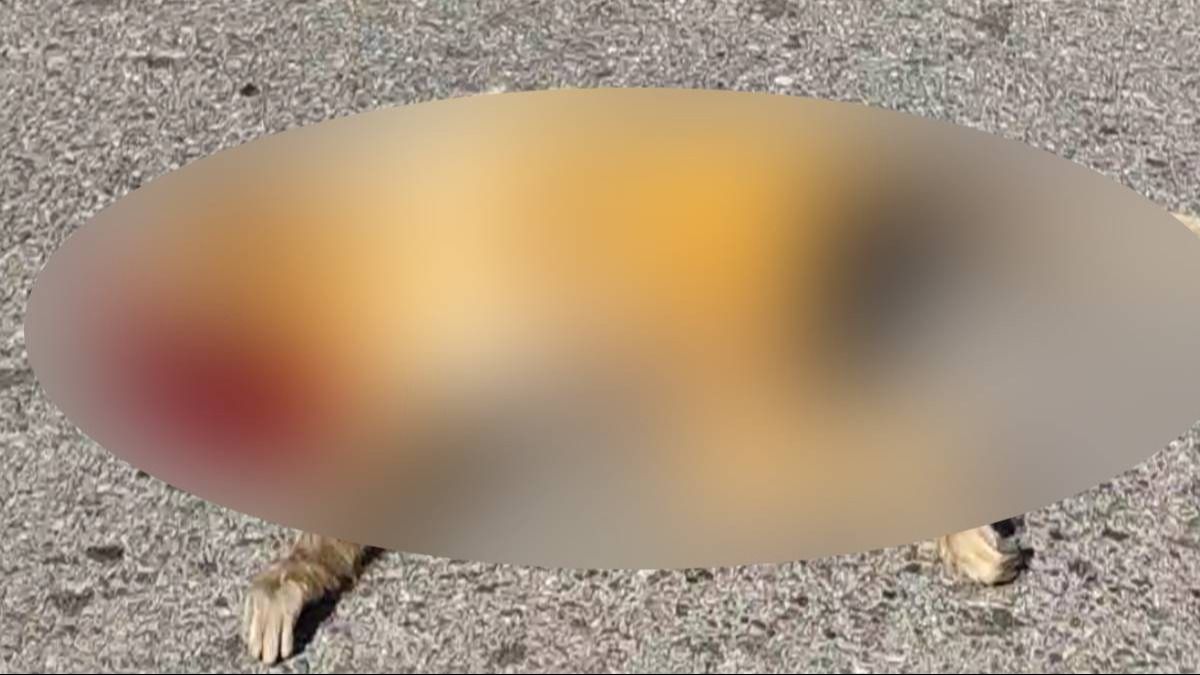 Assam: Tension prevails after pregnant Golden Langur dies after being ...