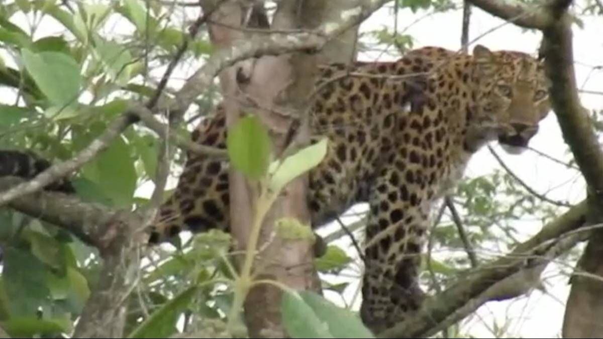 Assam: Tiger count rises in Manas National Park, Spotted Deer also in ...