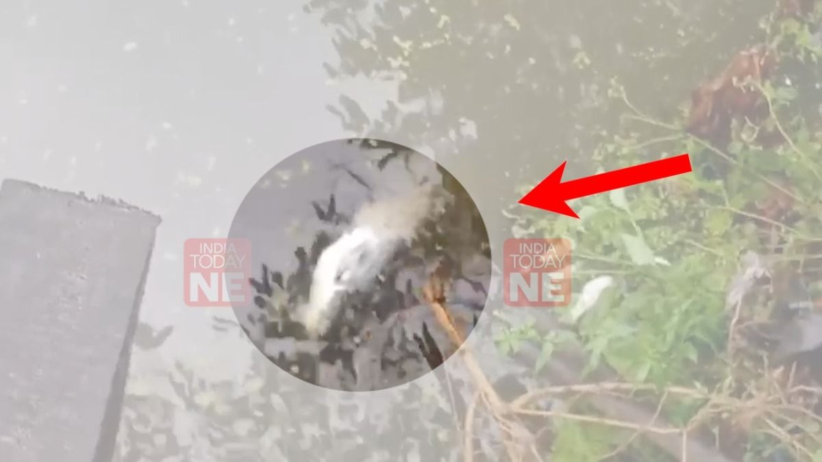 Barpeta: Dead fish found floating in riverlut after oxygen level drops ...