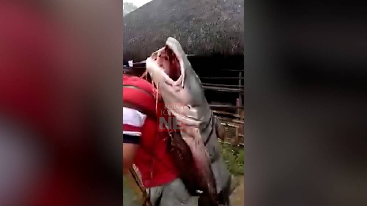Arunachal: Massive "Ngorik" fish weighing 60 kg discovered in Siang river