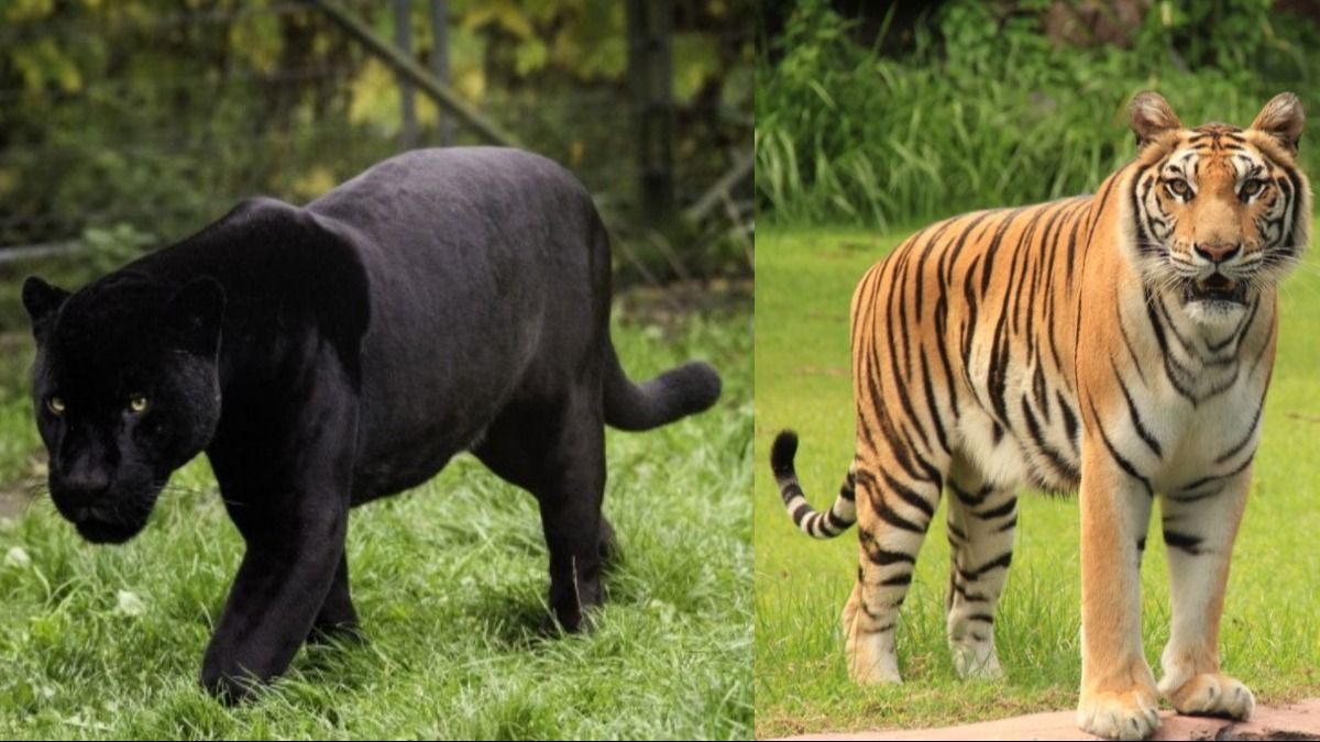 Assam: Rare sights of black panther, tiger roaming freely captured in ...