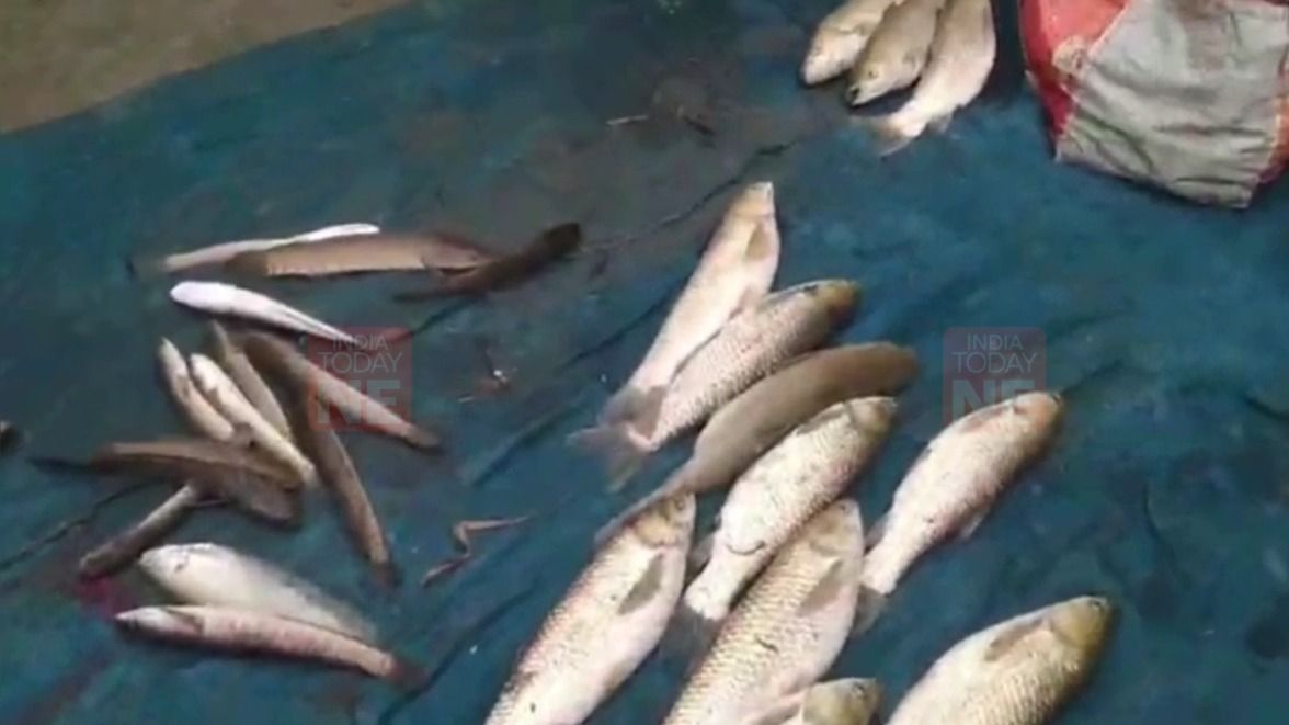 Assam: Fish worth lakhs poisoned in Bongaigaon