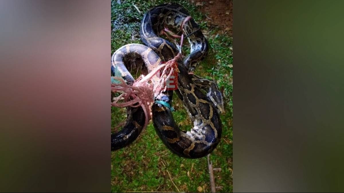 Assam: 15-feet long python rescued in Hailakandi