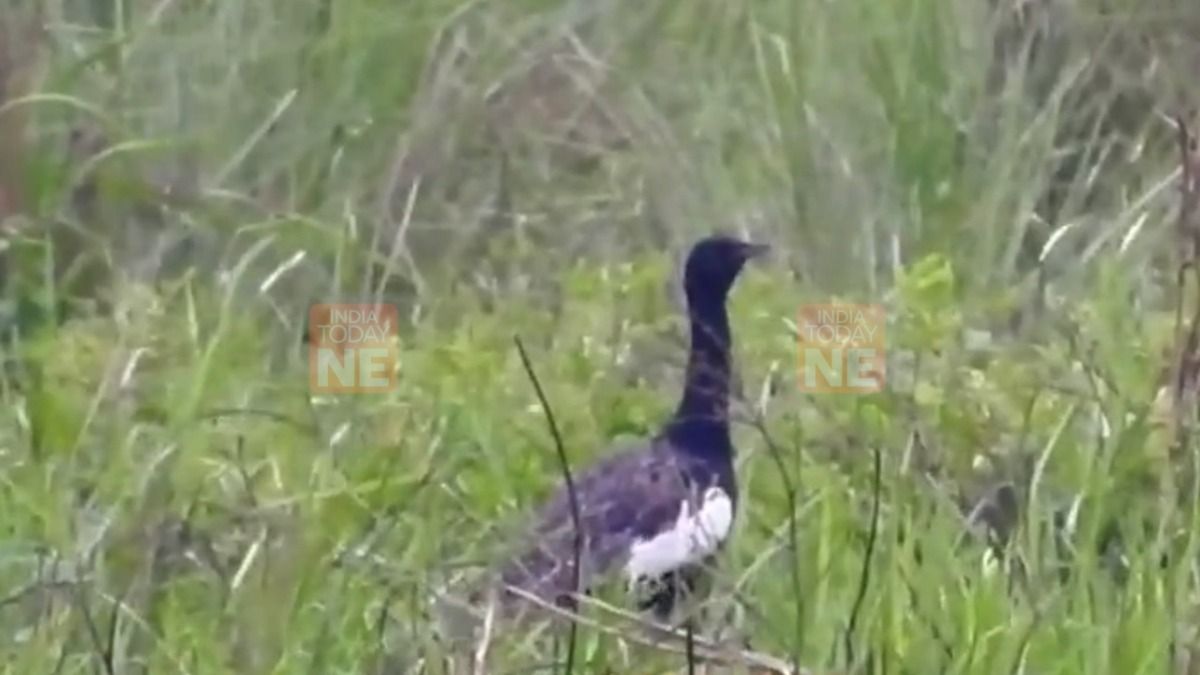 Assam: Rare Bengal florican spotted in Kaziranga National Park