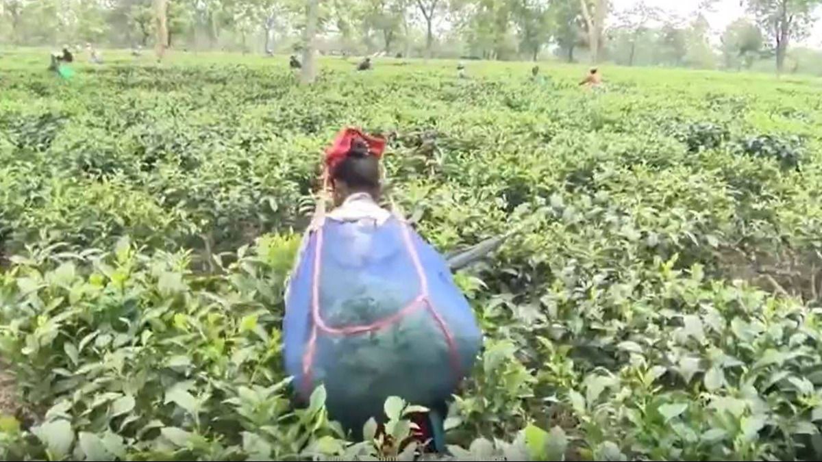 Assam: BTR chief Pramod Boro celebrates Assam's tea heritage on ...