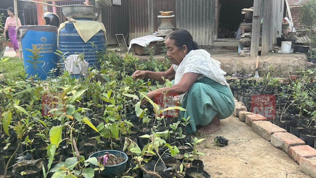Elderly woman distributes tree saplings in Manipur's Thoubal to fight ...