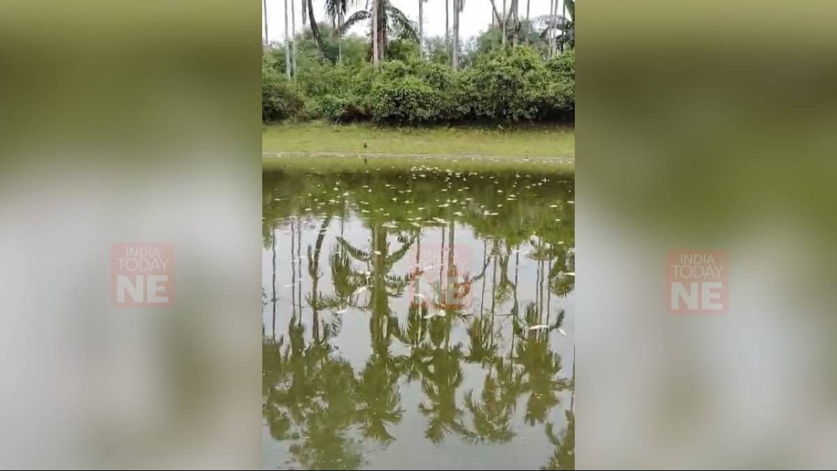 Assam: Heatwave kills fishes in Bongaigaon's Betbari pond