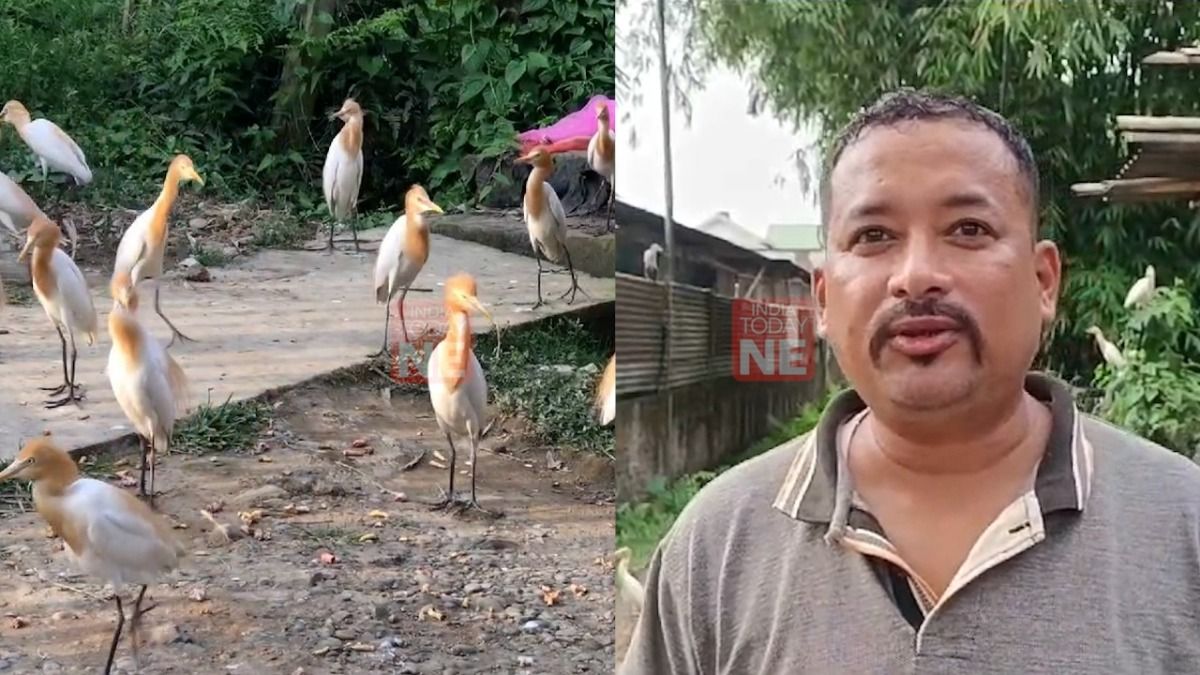 Assam brothers feed egrets with meat for past 7 years near Sivasagar ...