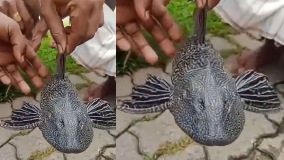 'Rare' four-eyed fish with long spine caught in Assam's Karimganj