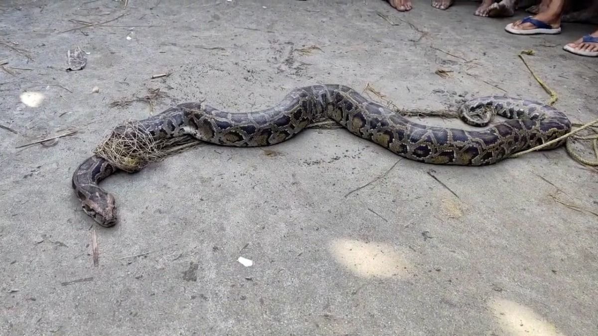 Assam: Villagers rescue Burmese Python mistaken for Russell's Viper in ...