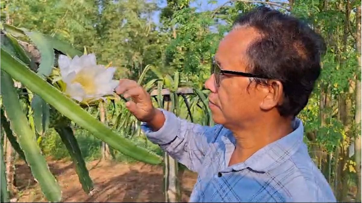 Assam farmer from Kokrajhar turns backyard into dragon fruit dynasty