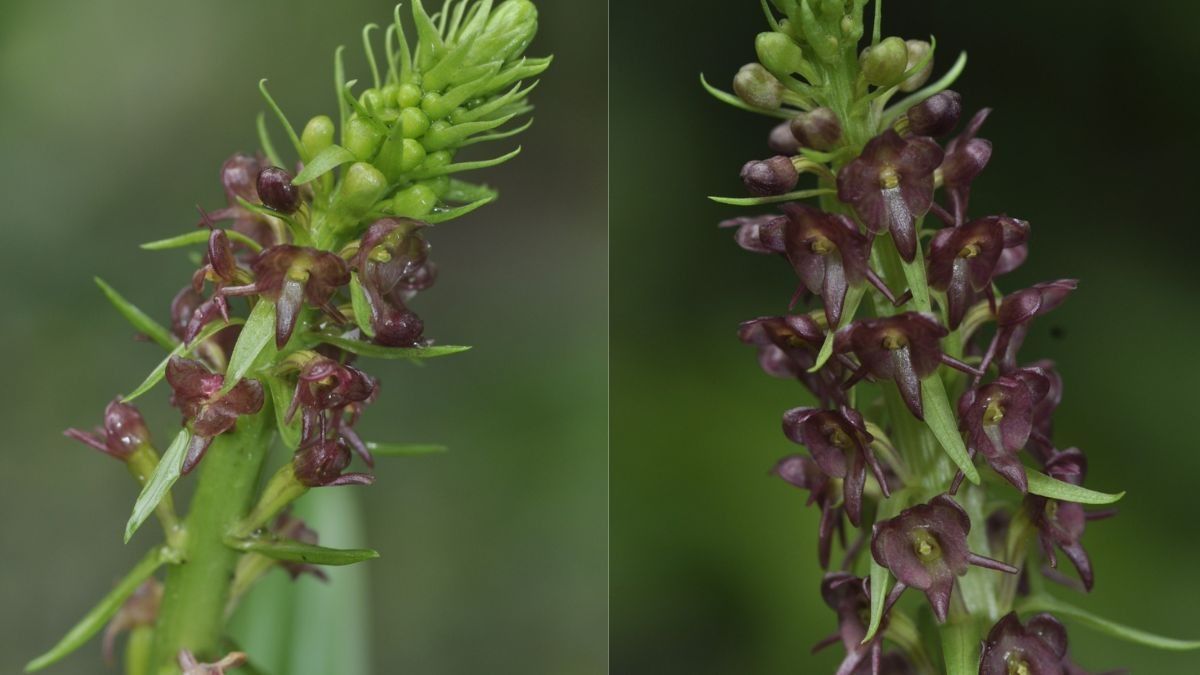 Assam's Dibru-Saikhowa National Park unveils new orchid species