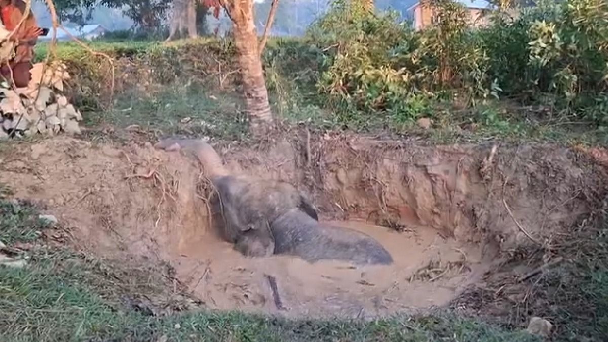 Assam: Forest officials rescue wild elephant from pit in Golaghat