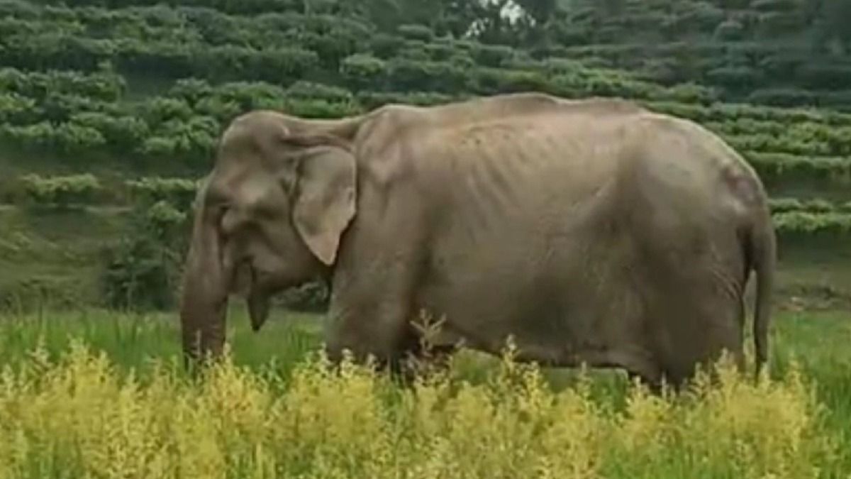 Assam: People mourn wild elephant’s death in Patharkandi, perform ...
