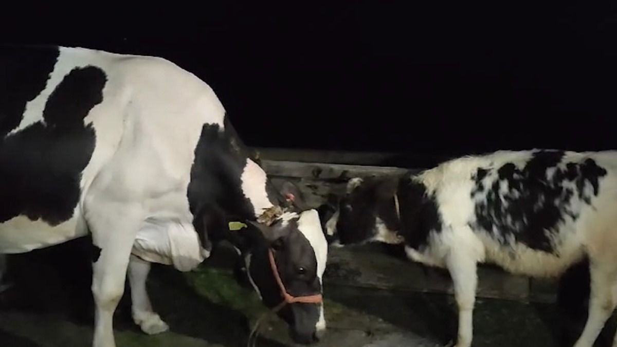Assam: Illegal cattle transport busted in Dhubri, veterinary fitness ...