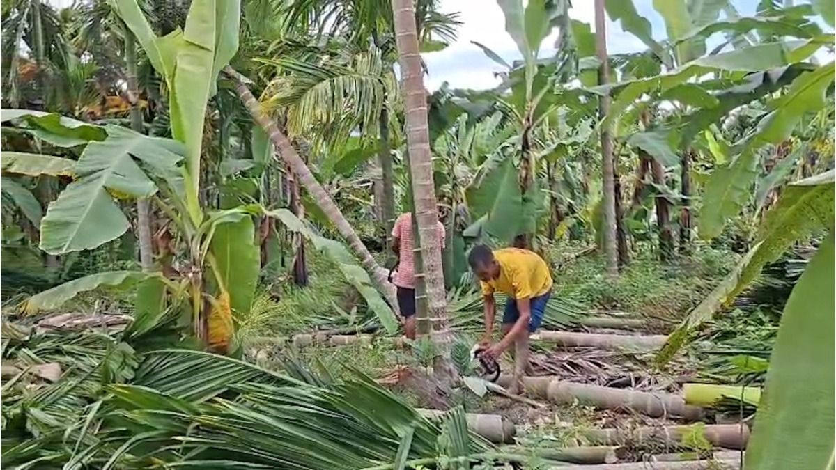 Assam: Massive eviction drive clears 500 bighas of areca nut ...