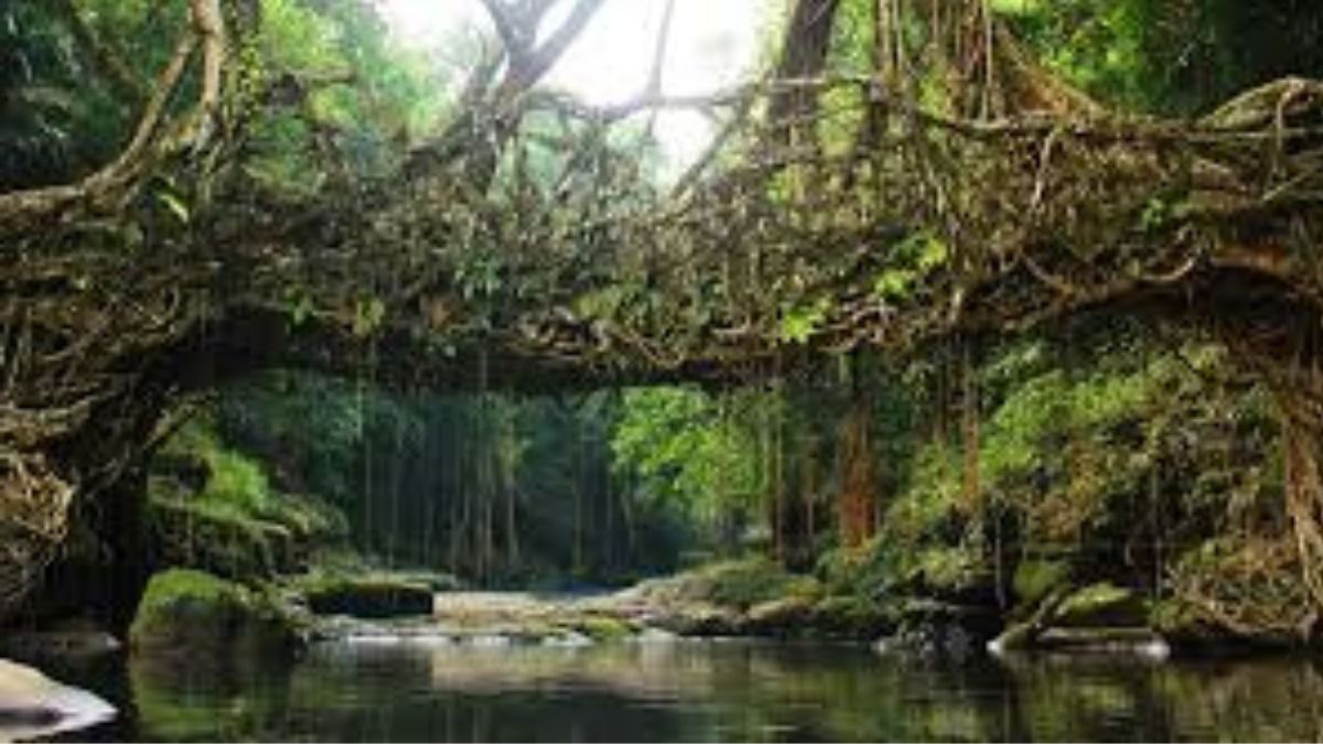 Meghalaya’s Living Root Bridges dossier submitted to UNESCO for World ...
