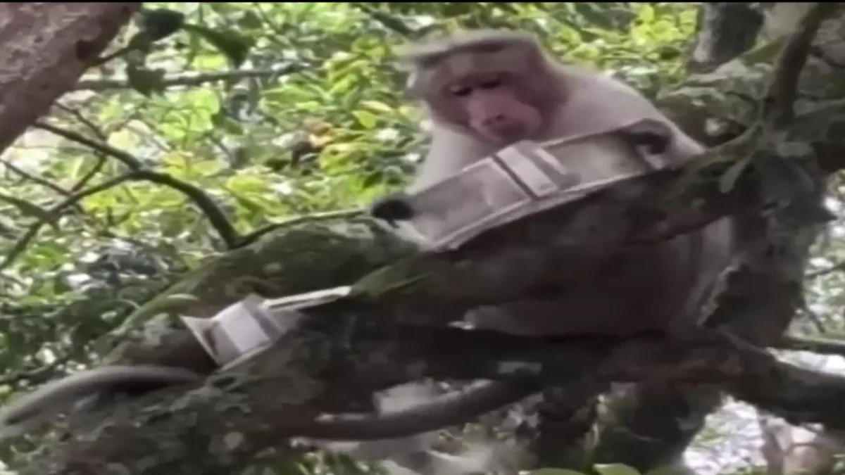 Monkey Viral Video - बंदर ने पेड़ से कर दी 500-500 के नोटों की बारिश, वीडियो देख दंग रह जाएंगे ...