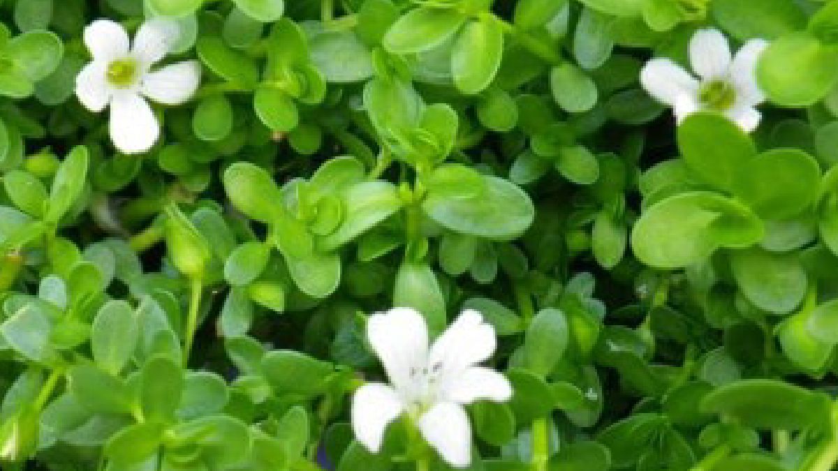 Medicinal Plants of Assam