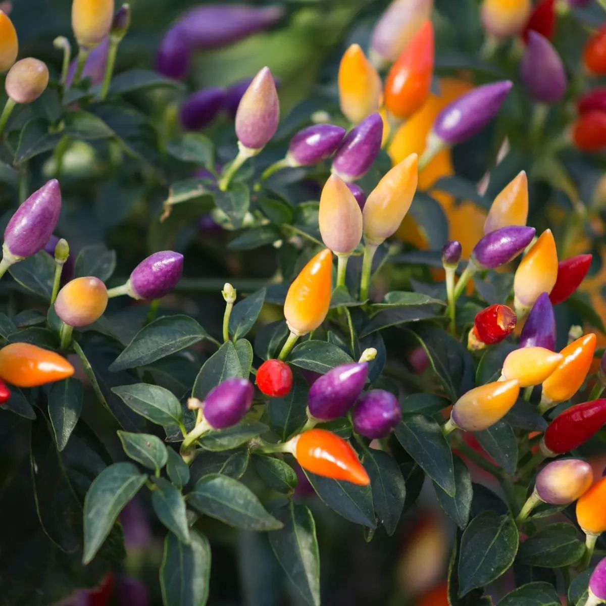 Hottest Chillies of Northeast India