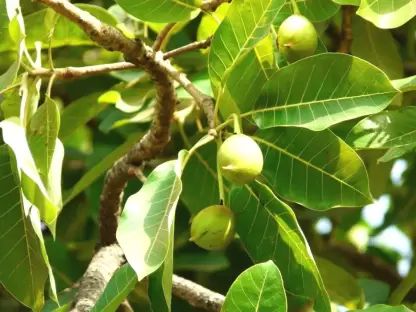 OMG!क्या कभी मक्खन का पेड़ देखा है? - Have you ever seen indian butter ...