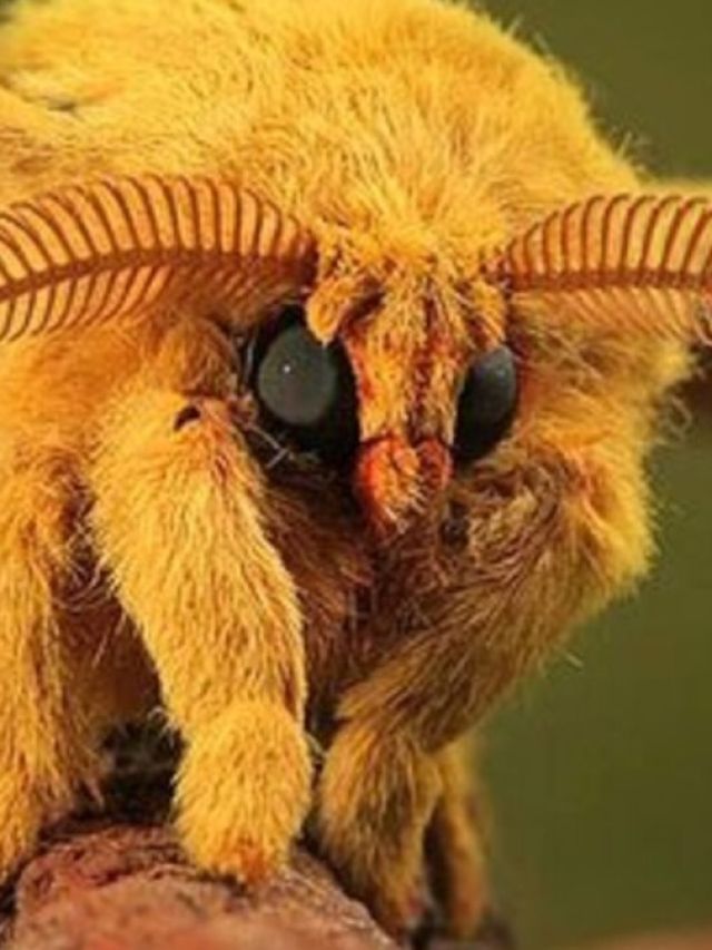 Deadliest Insects of the World