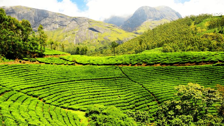 Must-Visit Majestic Tea Estates in Assam