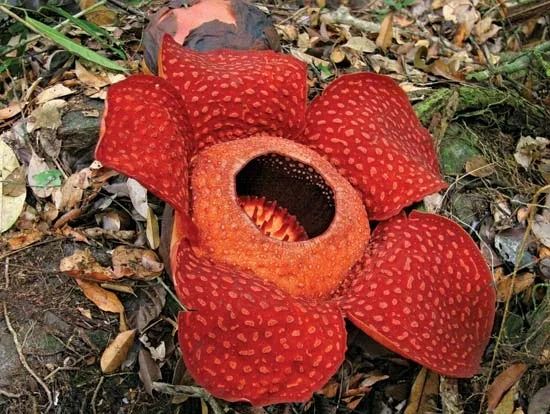 Largest Flowers on Earth