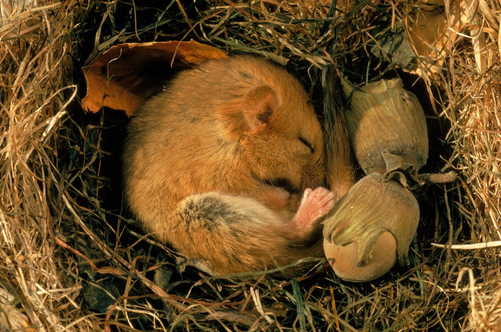 Animals That Hibernate In Winter
