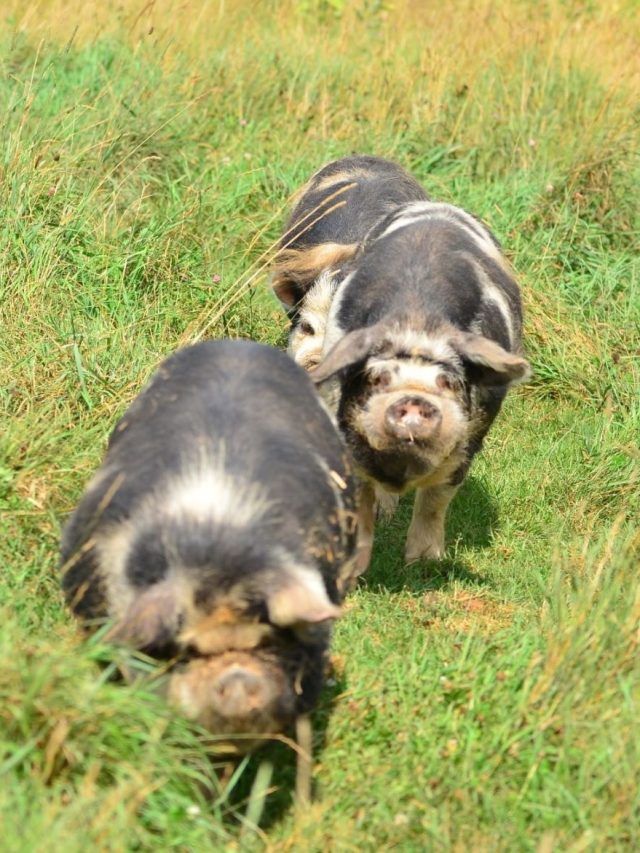 Top 10 Best Native Indian Pig Breeds