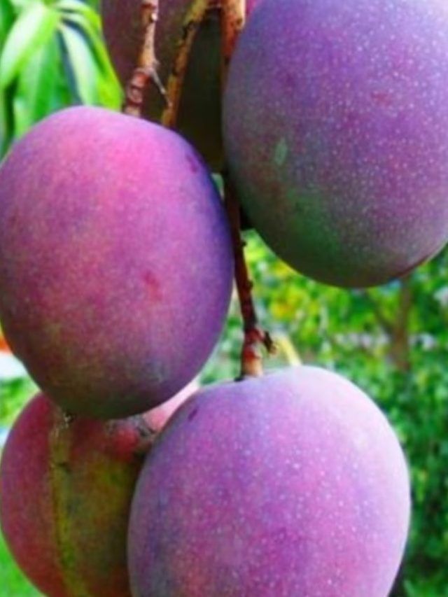 All you need to know about world's most expensive mango 'Miyazaki'