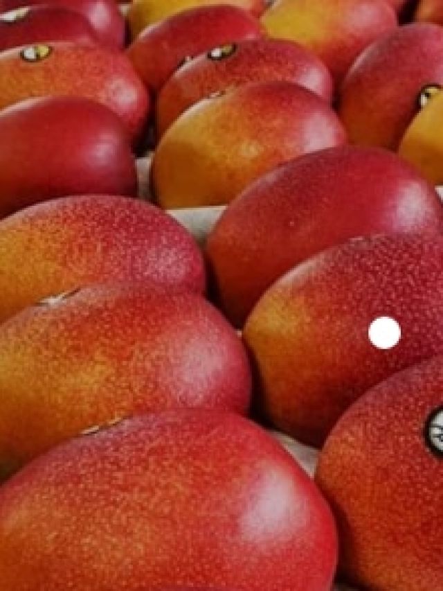 5 Most Expensive Mangoes In The World
