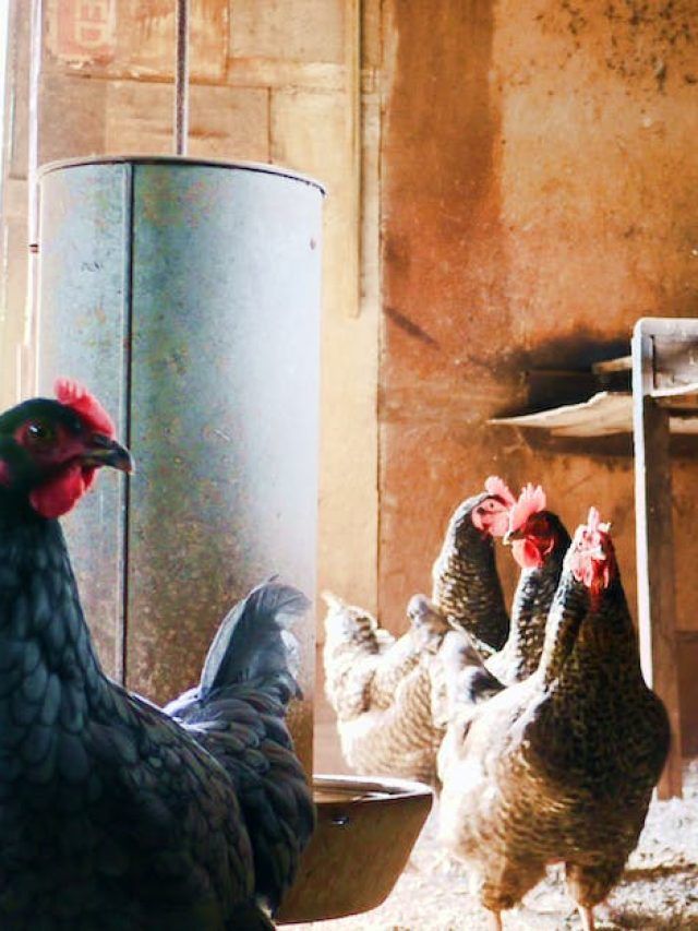 5 Most Expensive Chicken Breeds in the World