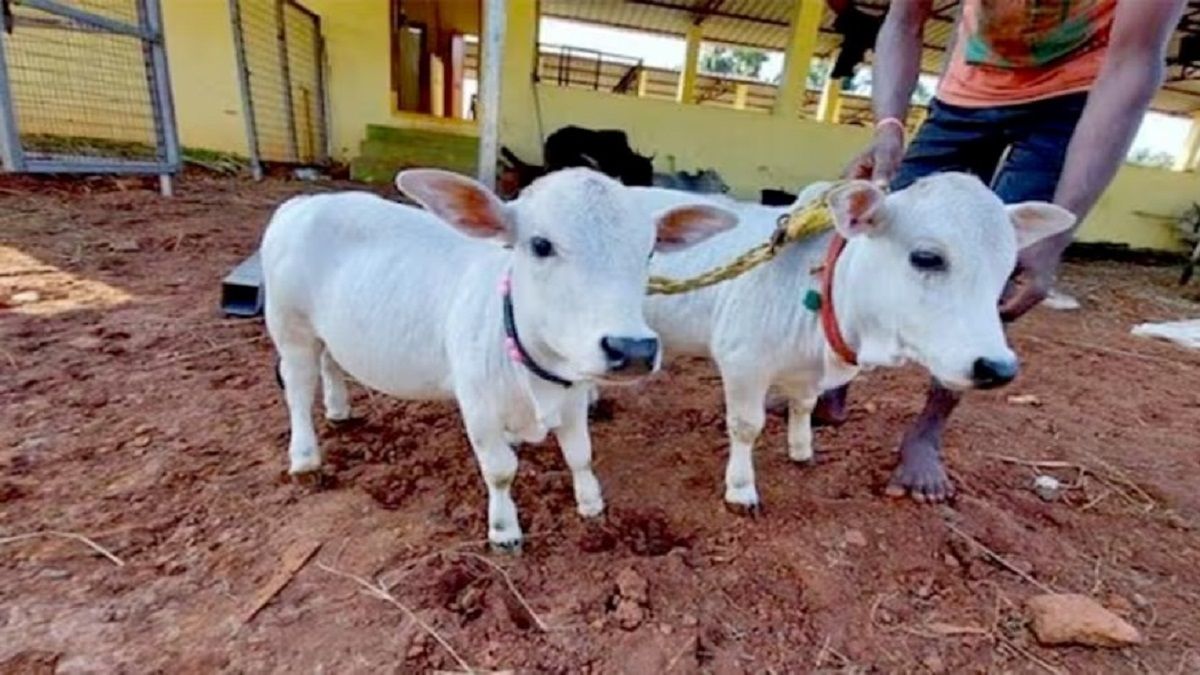 कभी नहीं देखी होगी इतनी छोटी गाय, हाइट सिर्फ 3 फीट - Punganur is world ...