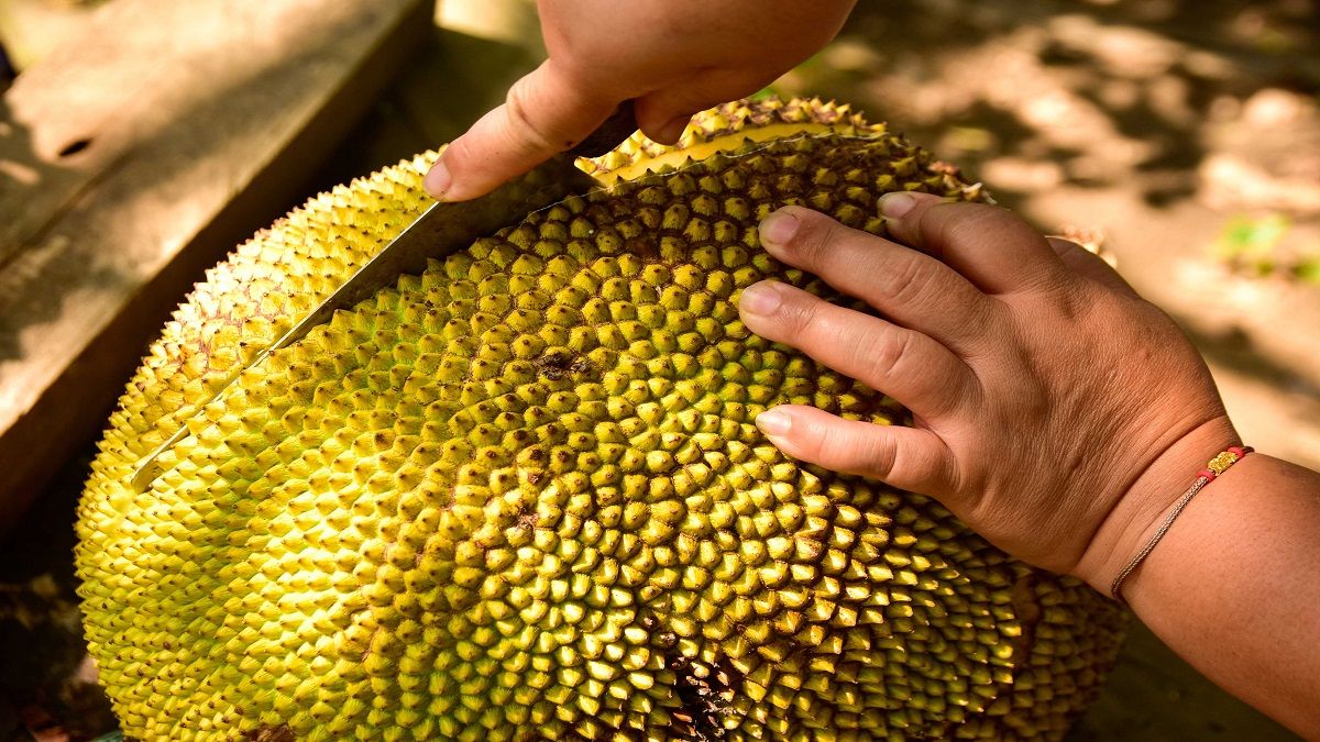 दुनिया का सबसे वजनी फल...भारत की इस फसल की विदेशों में भी भारी डिमांड - Jackfruit the world ...